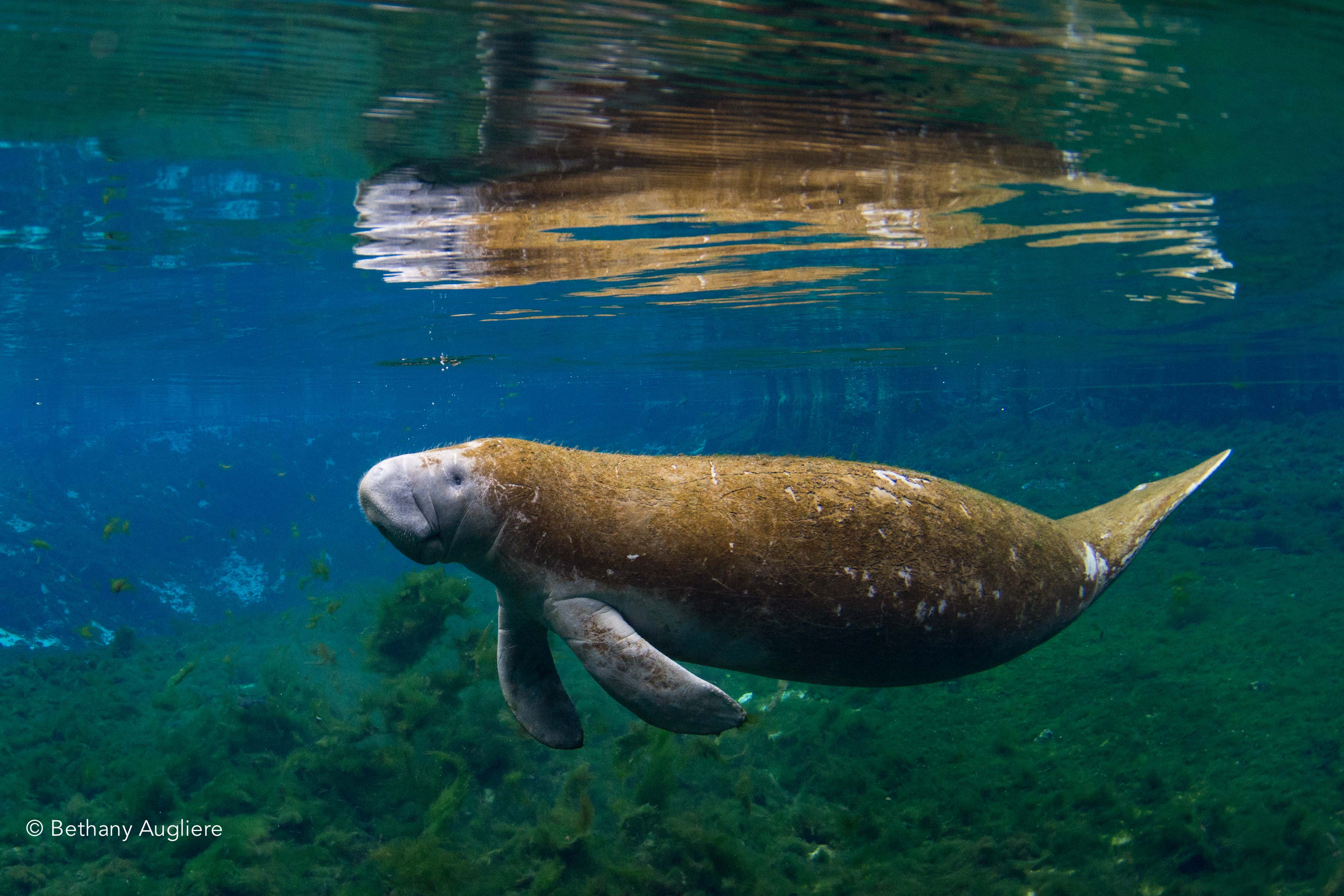 Manatee Fin