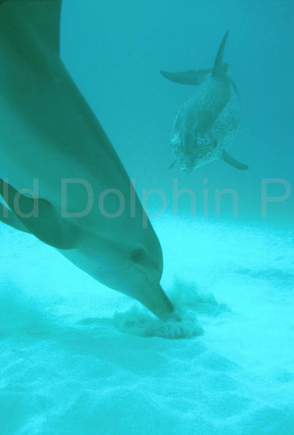 Wild Dolphin Project – Dolphin Communication