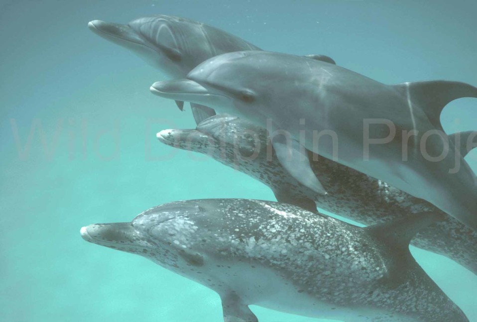 Wild Dolphin Project – Dolphin Communication