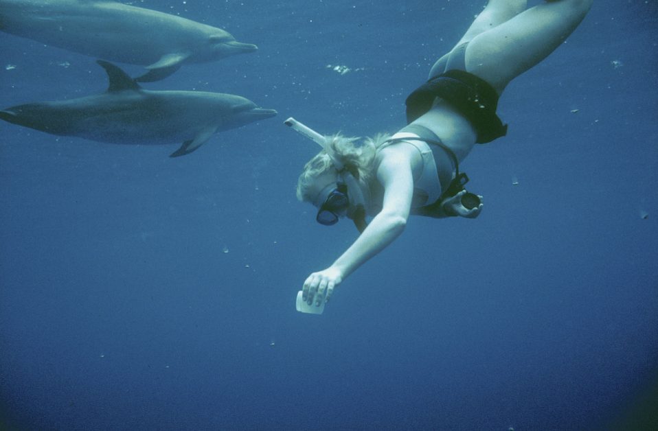 Wild Dolphin Project – Opportunities