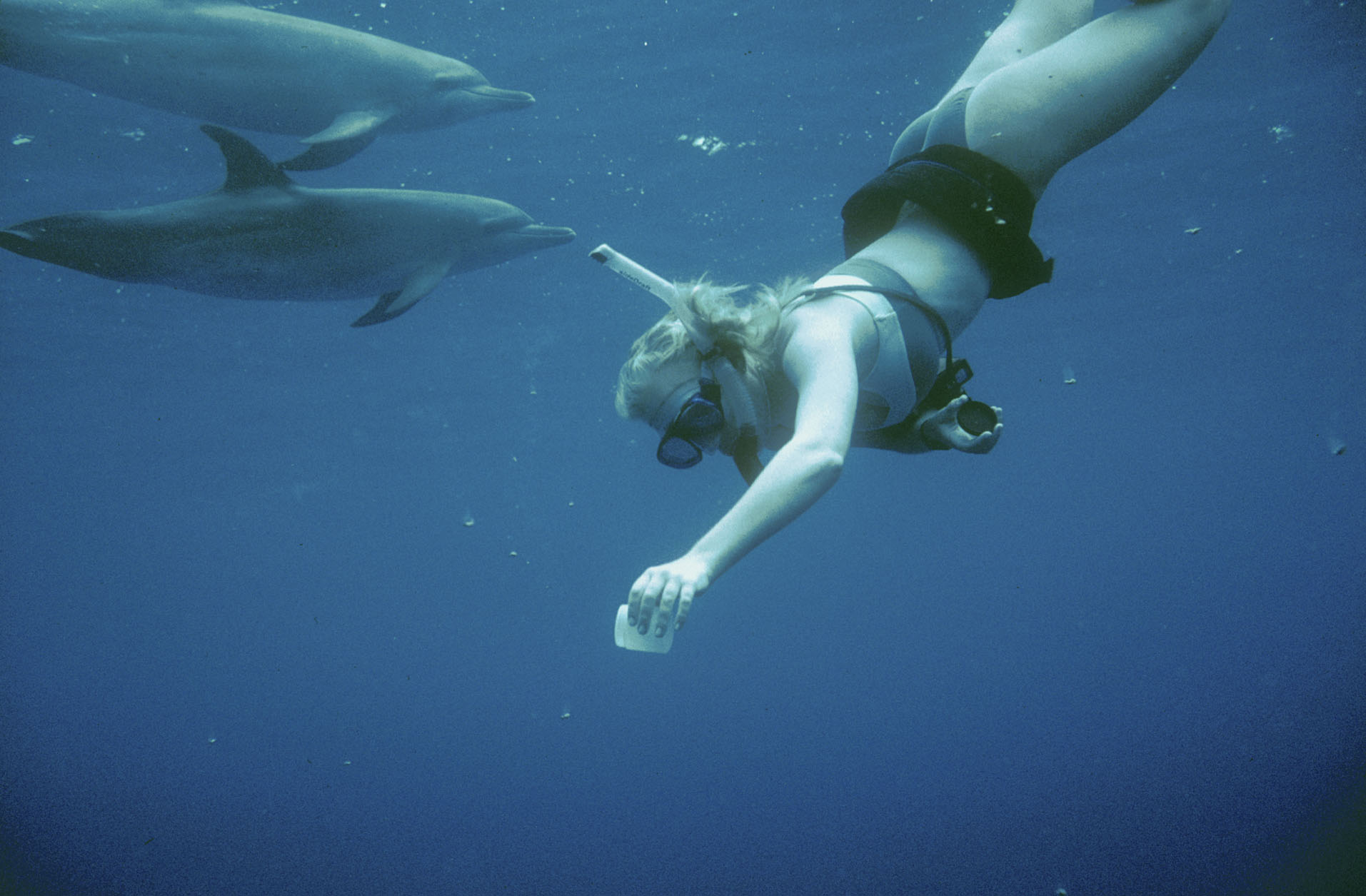 Wild Dolphin Project – Opportunities