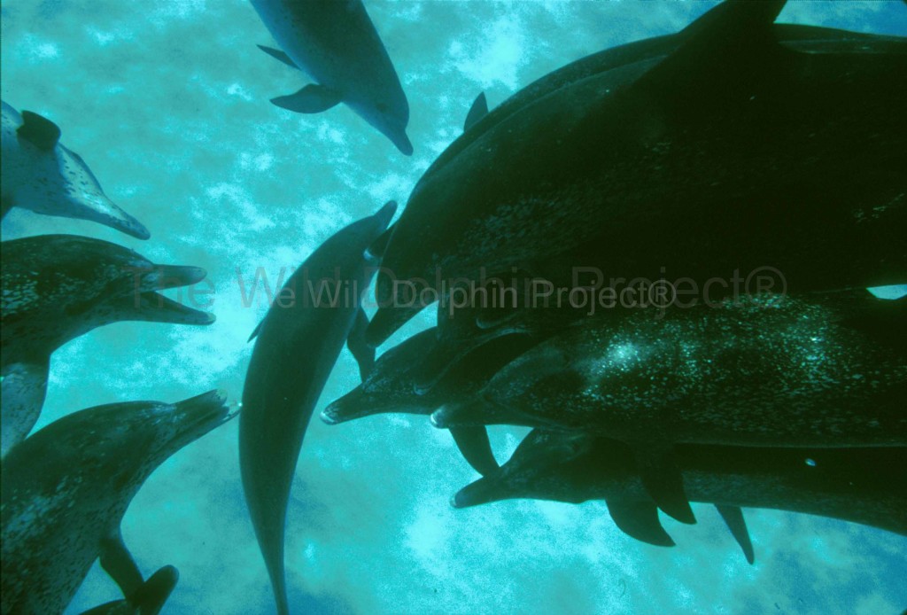 Wild Dolphin Project – Dolphin Communication