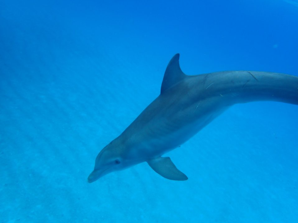Wild Dolphin Project – Meet the Dolphins