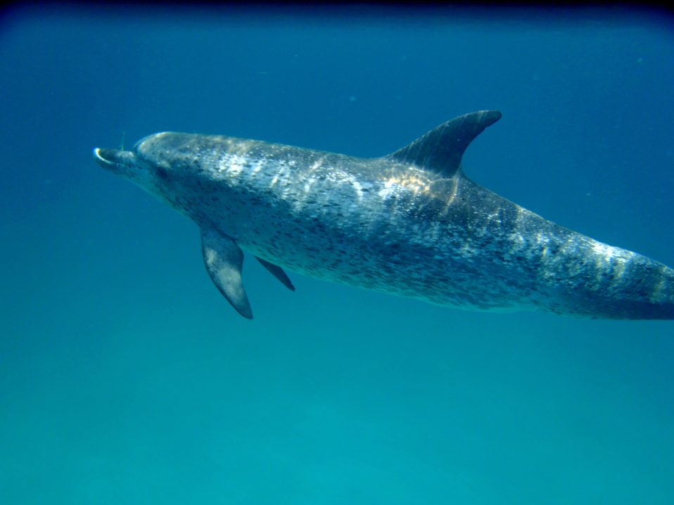 Wild Dolphin Project – Meet the Dolphins