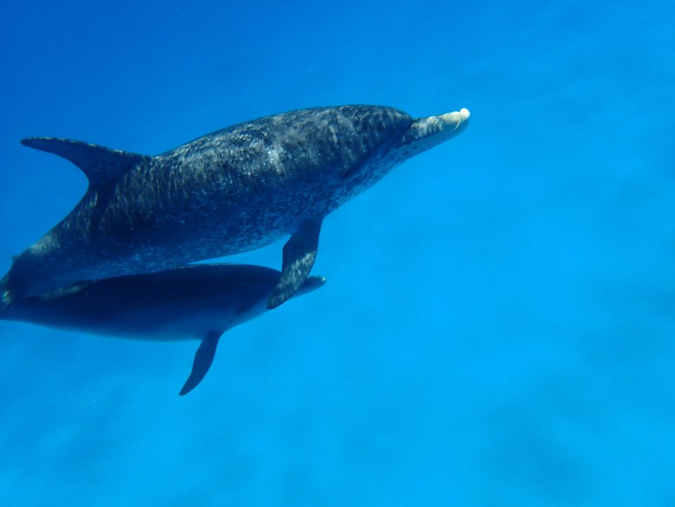 Meet the Dolphins - Wild Dolphin Project