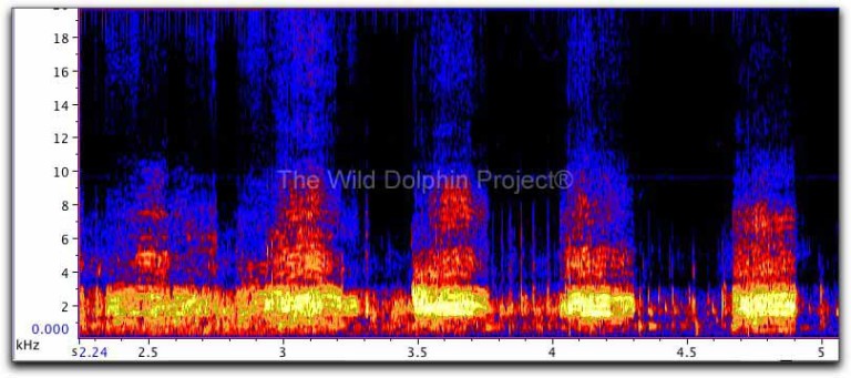 Wild Dolphin Project – Dolphin Communication