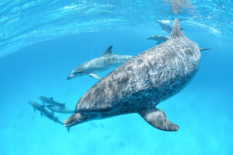 Wild Dolphin Project – _Venus in front copy