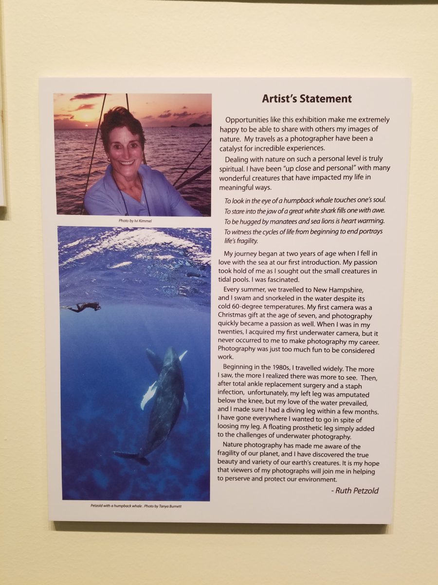 Wild Dolphin Project – ruth