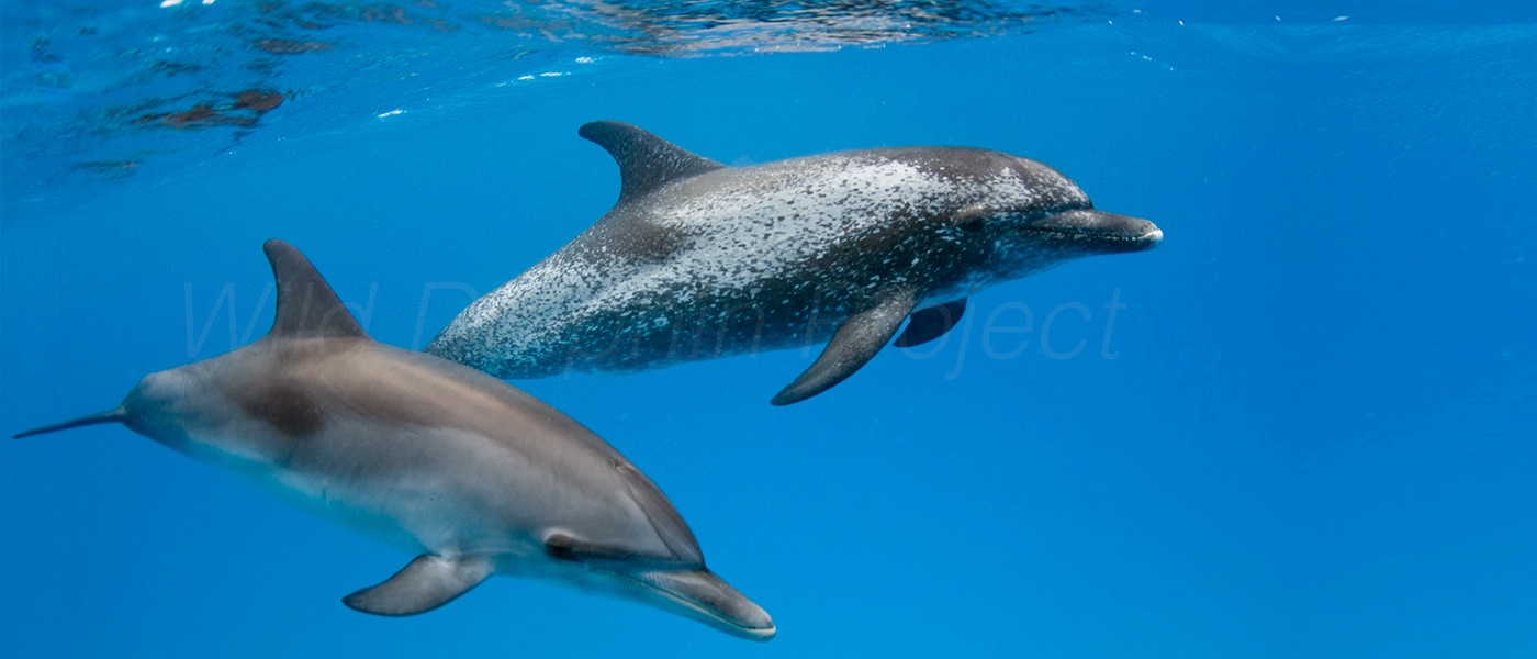 Wild Dolphin Project