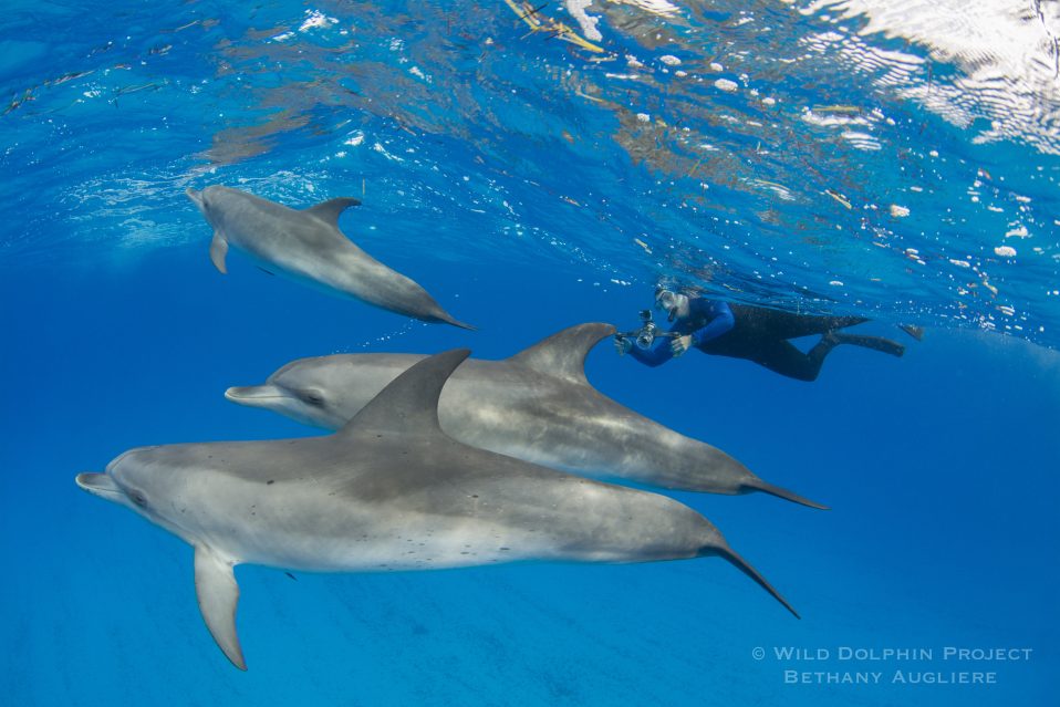 Wild Dolphin Project – swimming with wild dolphins in the bahamas