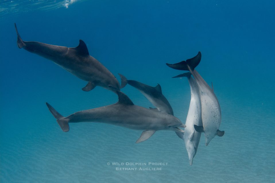 Wild Dolphin Project – New Research: Spotted Dolphins Riskier When ...