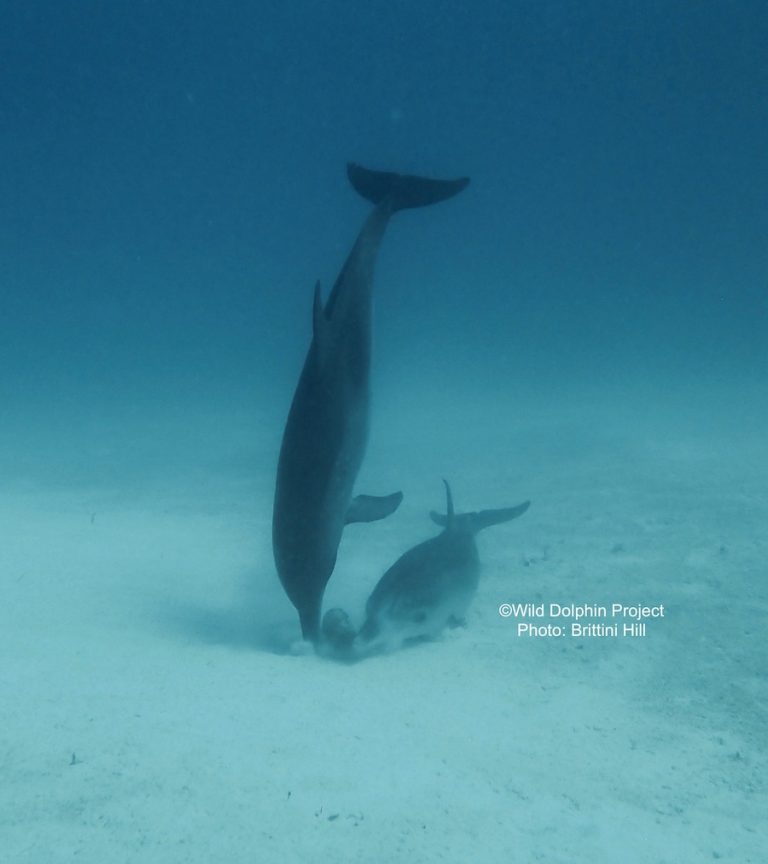 Wild Dolphin Project – Discovering Dolphin Anatomy: Dolphins’ Unique ...