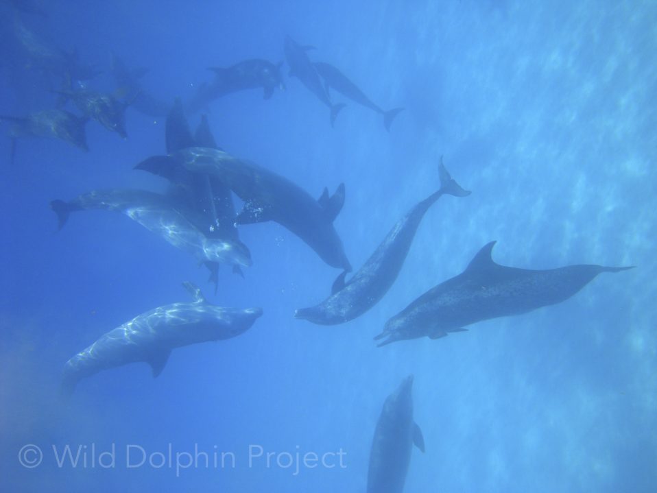 Wild Dolphin Project – New Research: Spotted Dolphins Riskier When ...