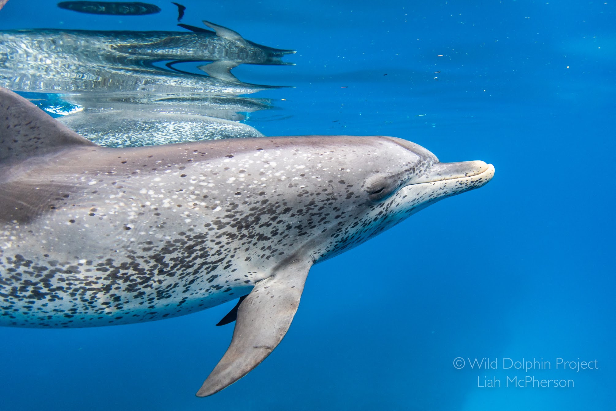 Wild Dolphin Project – Dolphin Smarts. How Intelligent Are Dolphins?