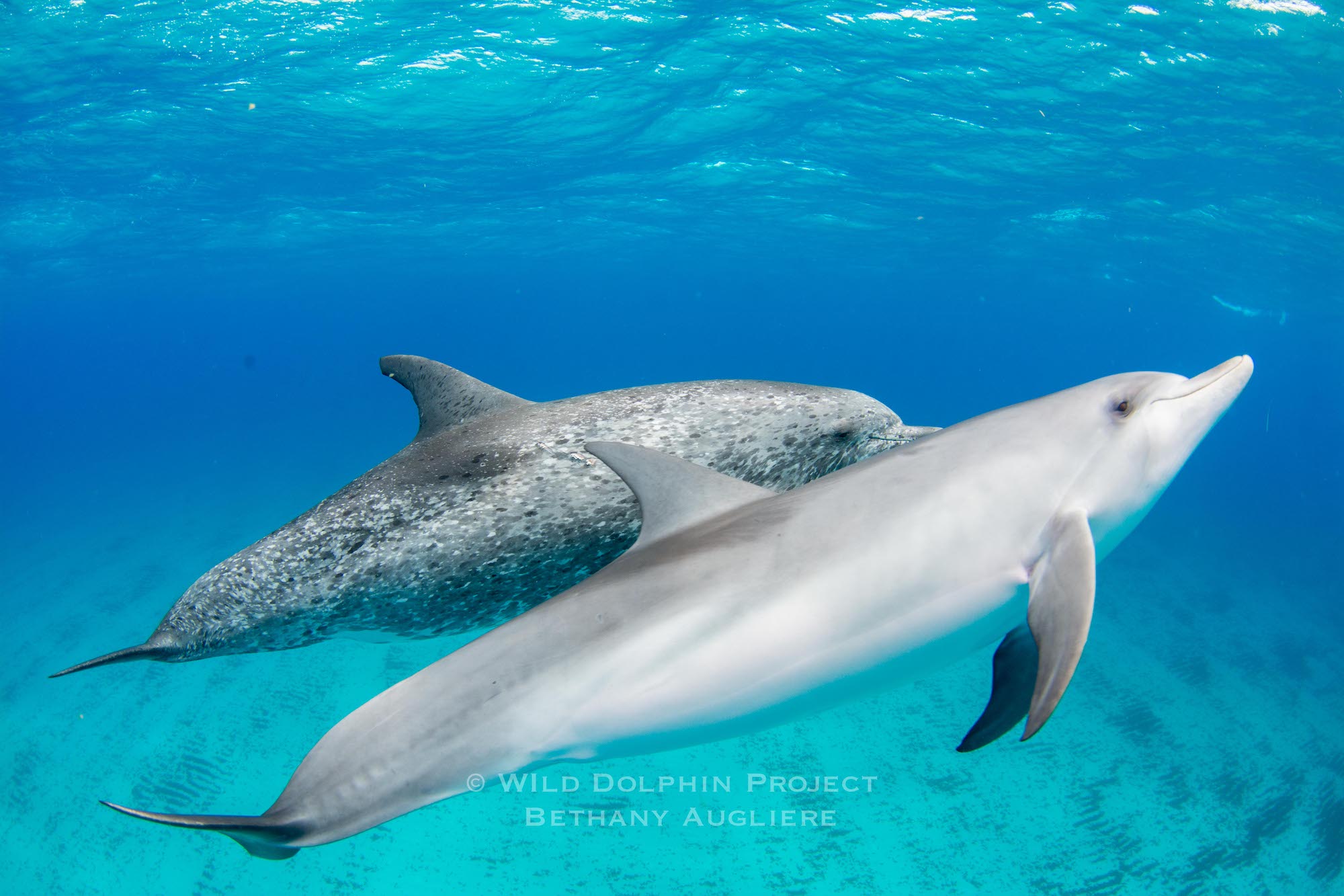 Wild Dolphin Project – 2021