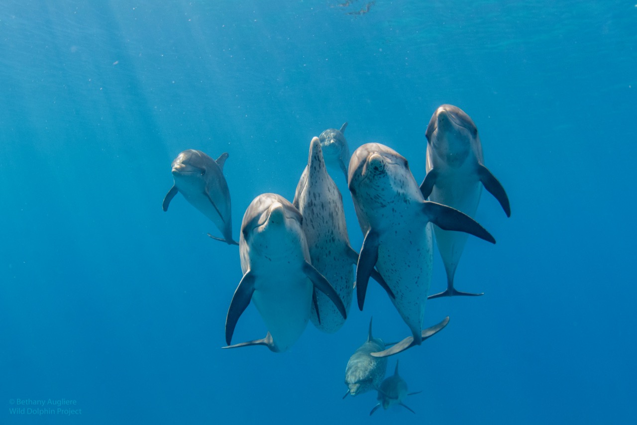 Wild Dolphin Project – New Research: Making Friends!