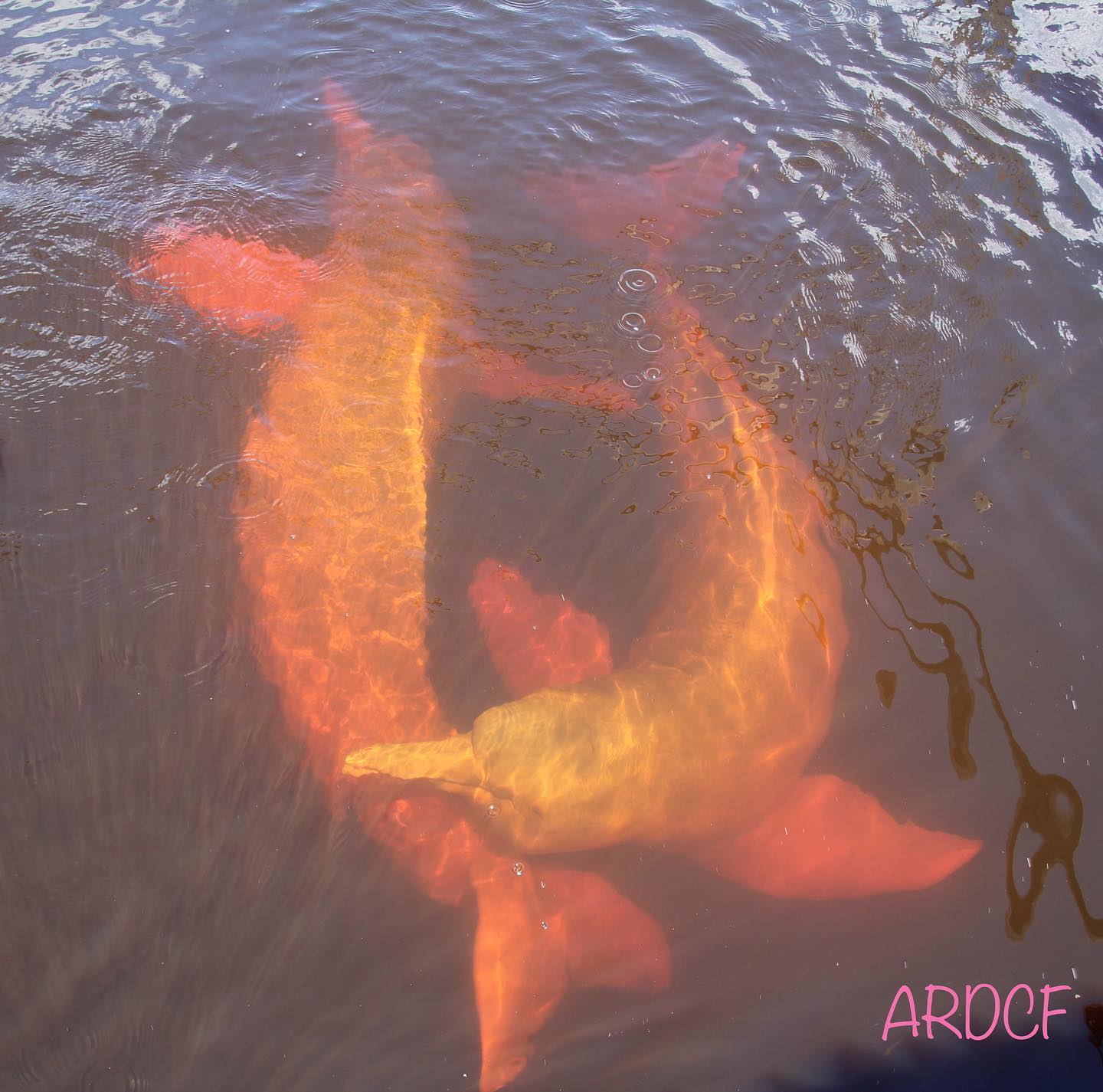 Wild Dolphin Project – Celebrating the Amazon River Dolphin, for World ...