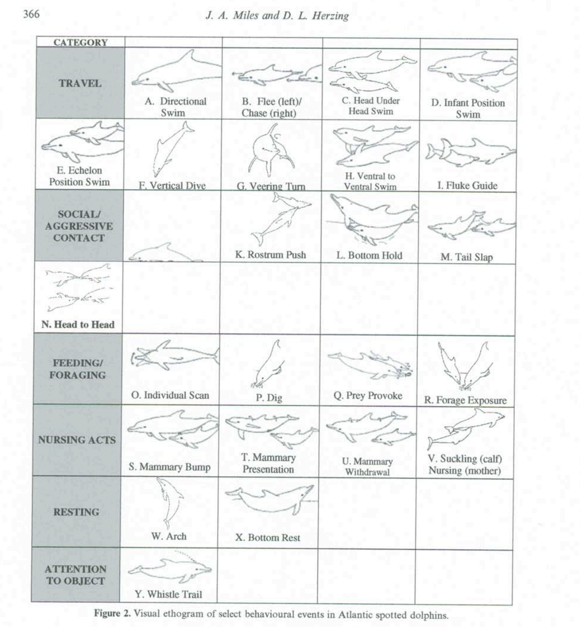 Wild Dolphin Project – Studying Behavior: From Observing To Understanding