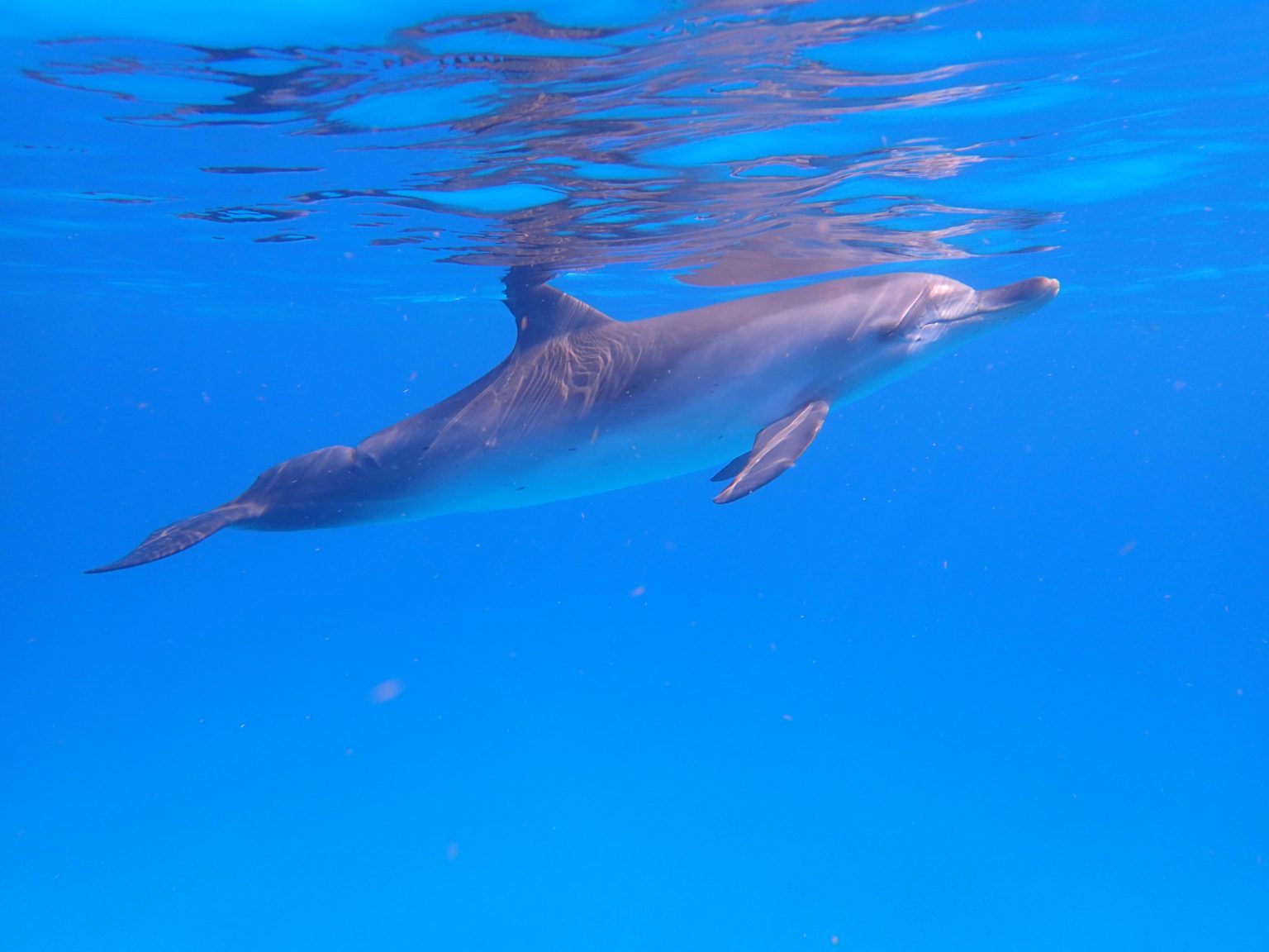 Wild Dolphin Project – Dolphin Detective
