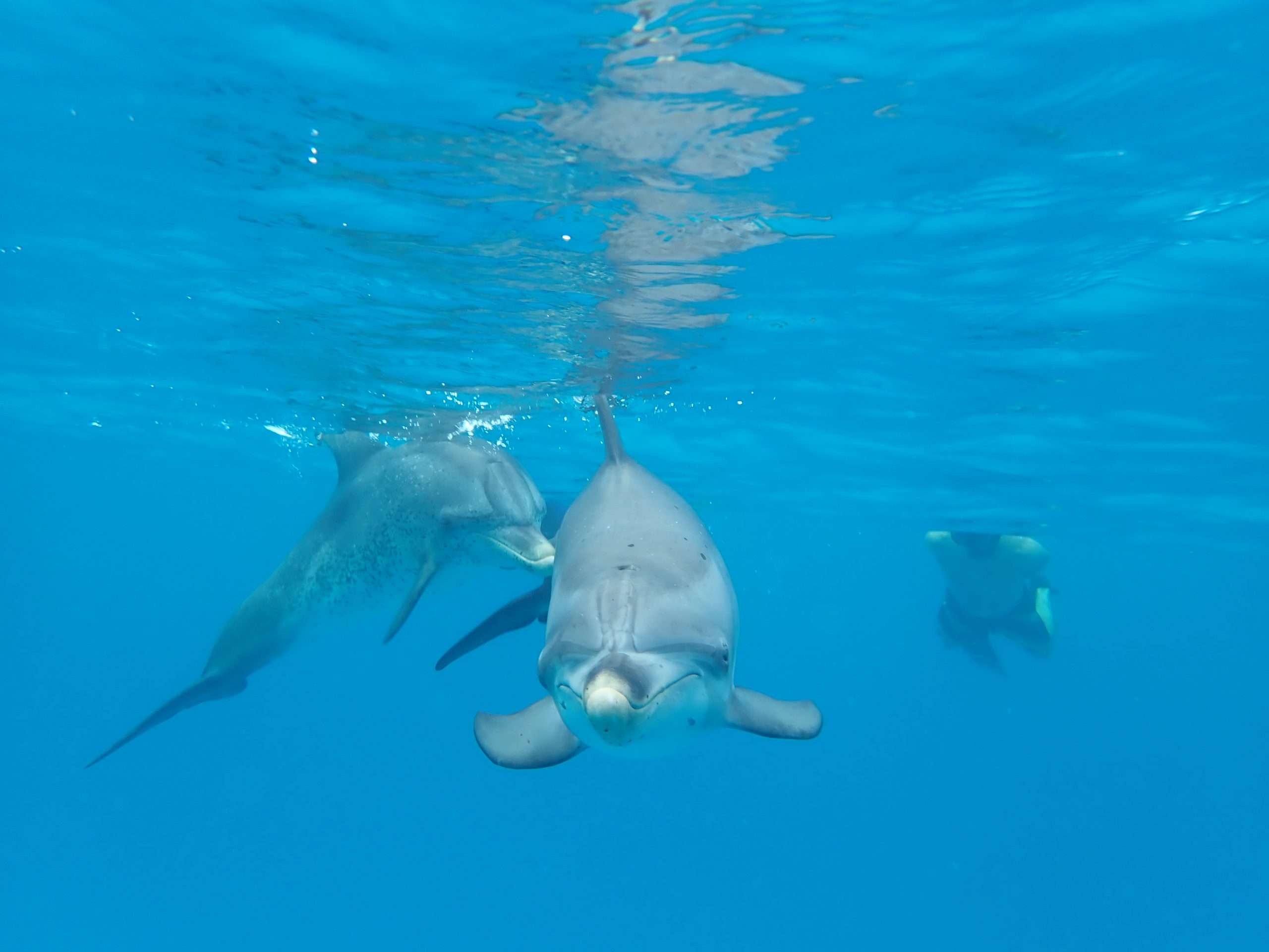 Wild Dolphin Project – A new version: Modernist Photography