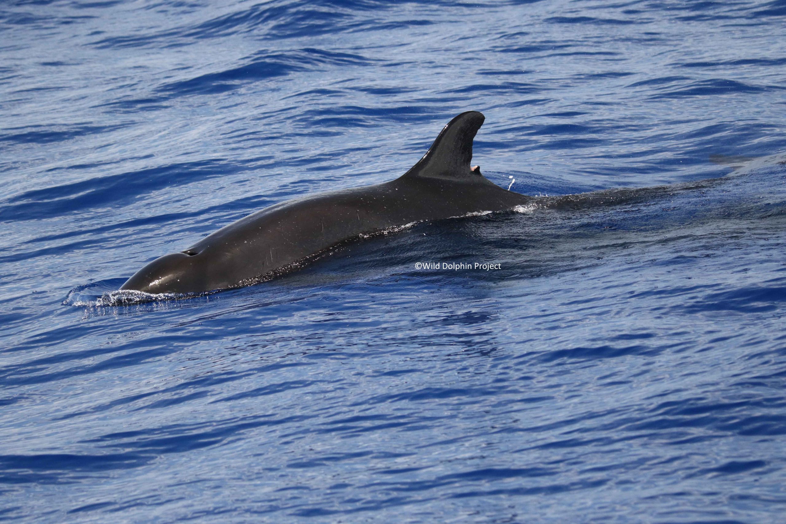 Wild Dolphin Project – A new version: Modernist Photography