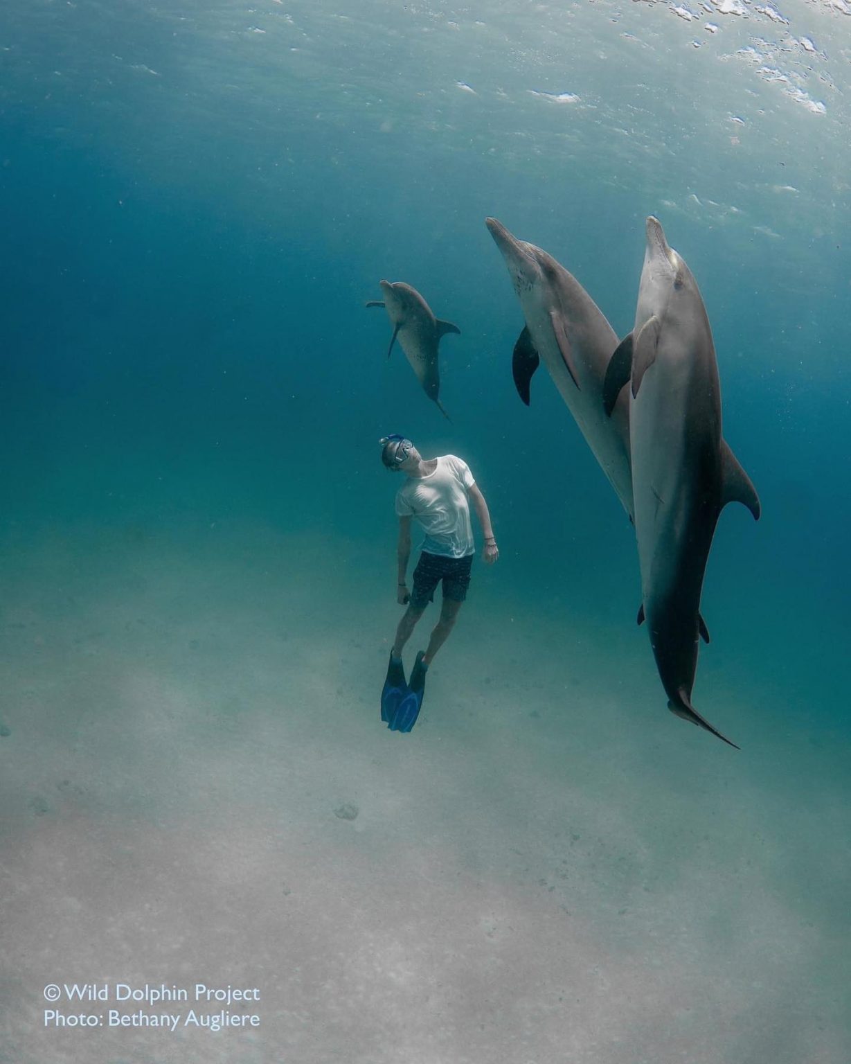 Wild Dolphin Project – Interning at the Wild Dolphin Project