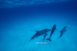 Wild Dolphin Project – Dolphin Smarts. How Intelligent Are Dolphins?