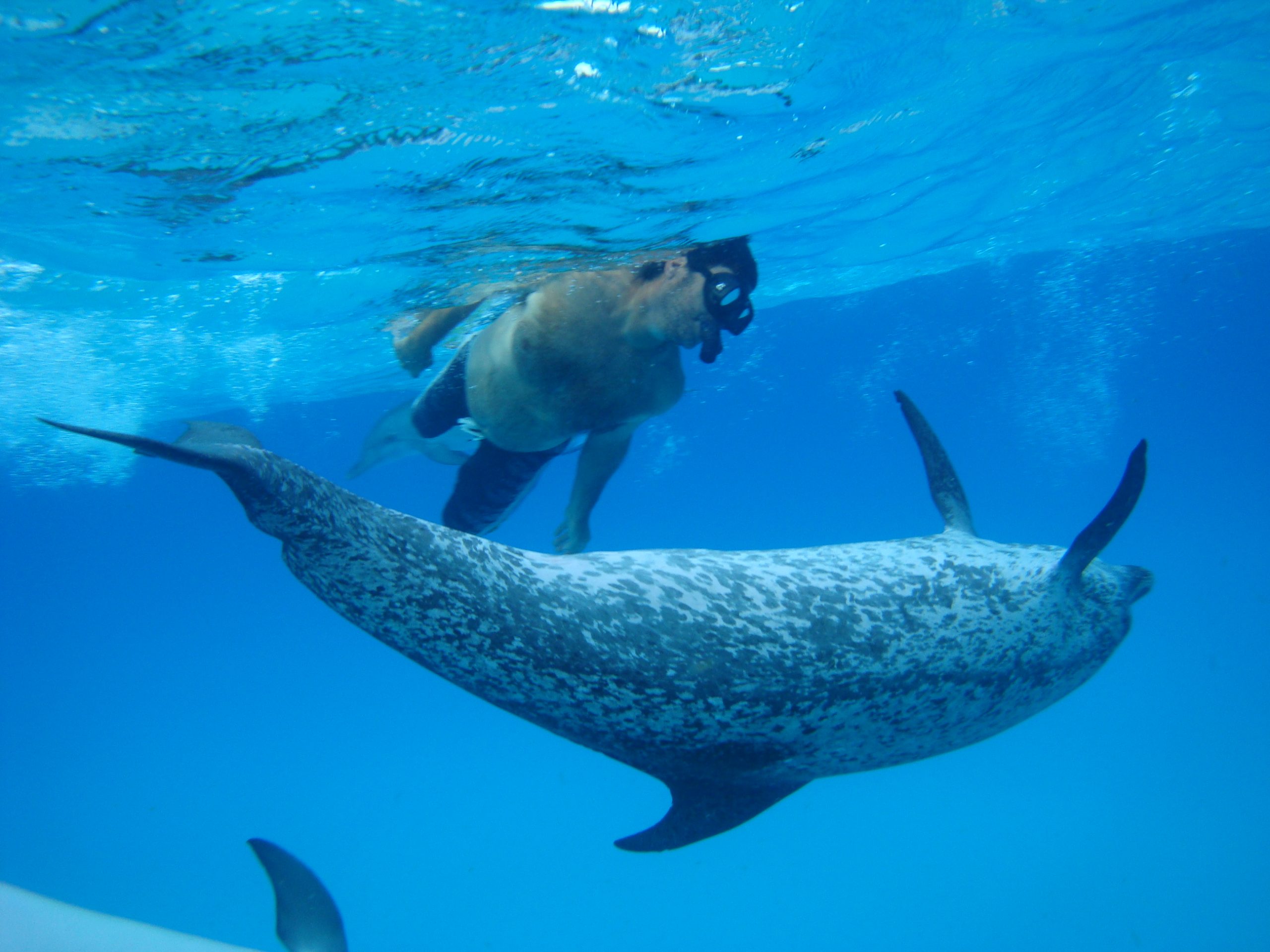 Wild Dolphin Project – Museum Highlights