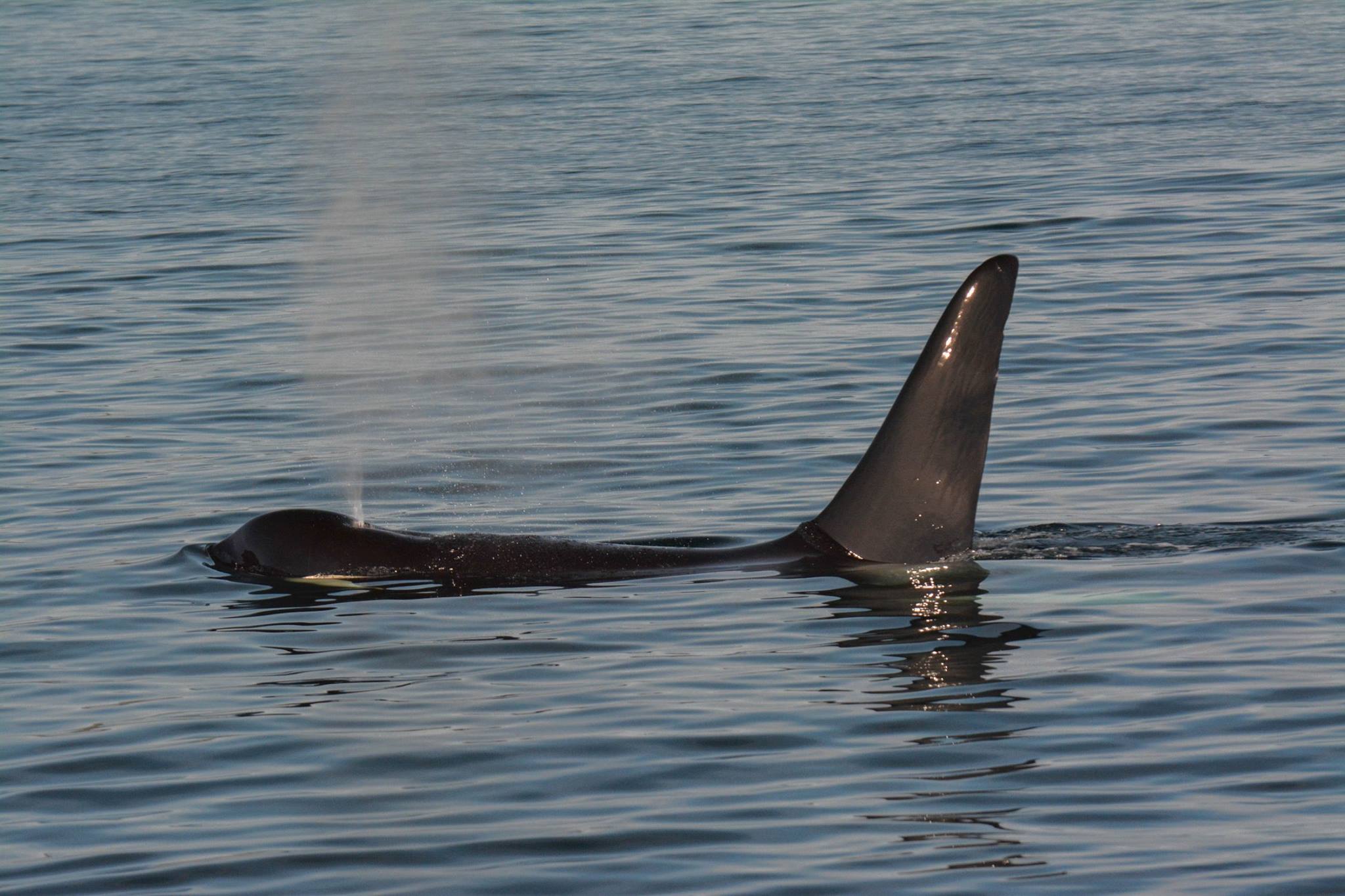 Wild Dolphin Project – Who is Toki?