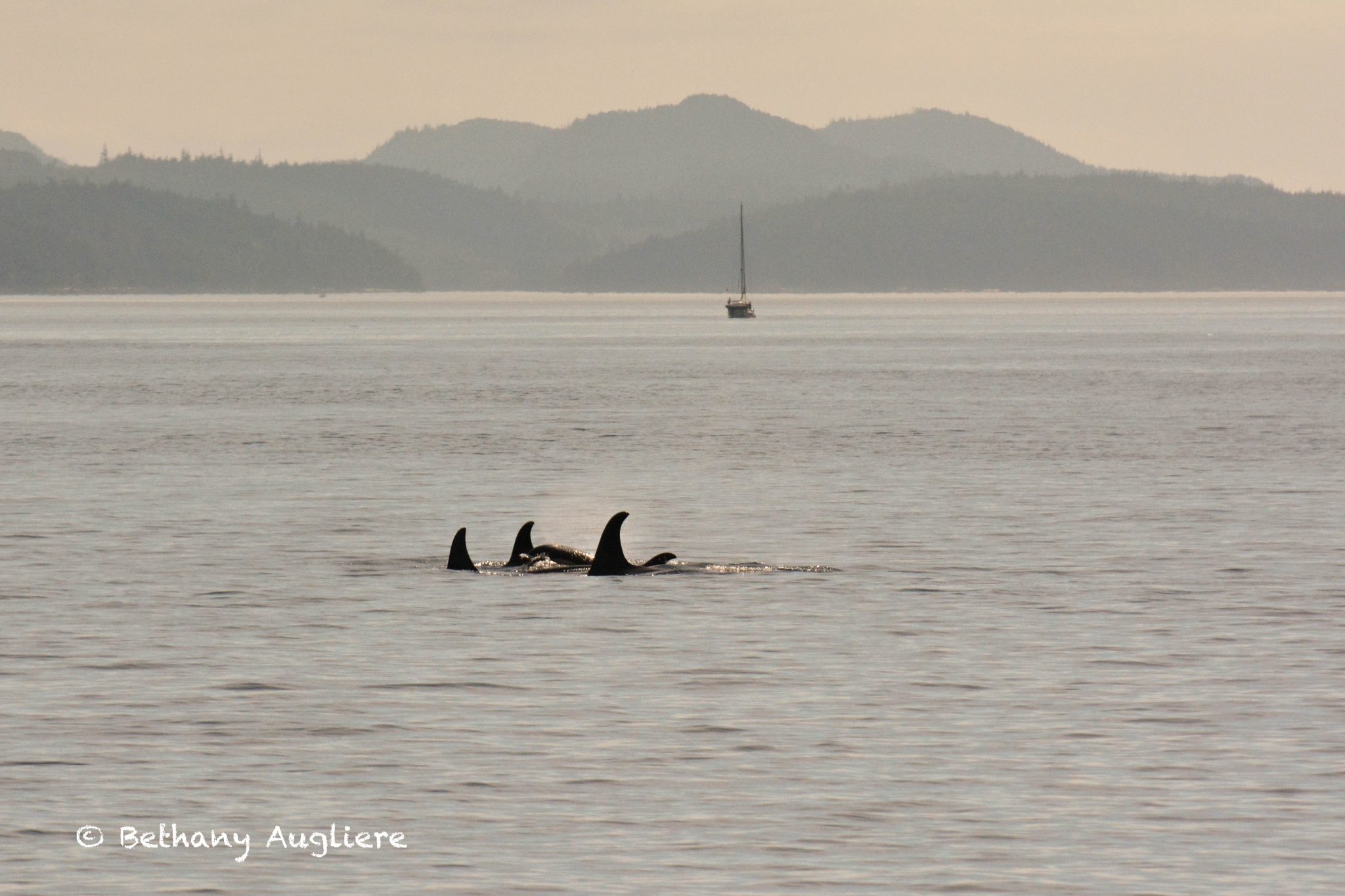 Wild Dolphin Project