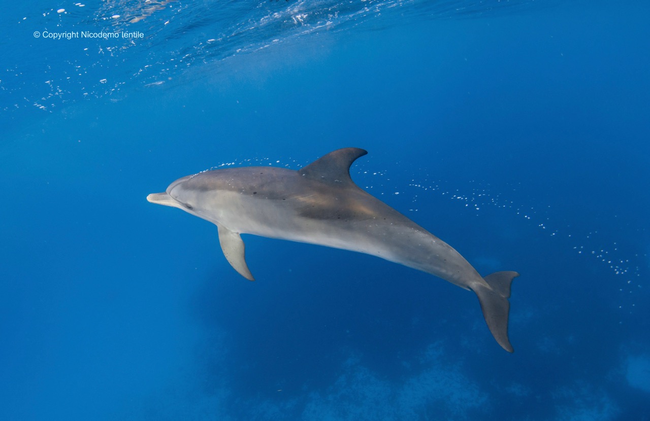 Dolphin Communication - Wild Dolphin Project
