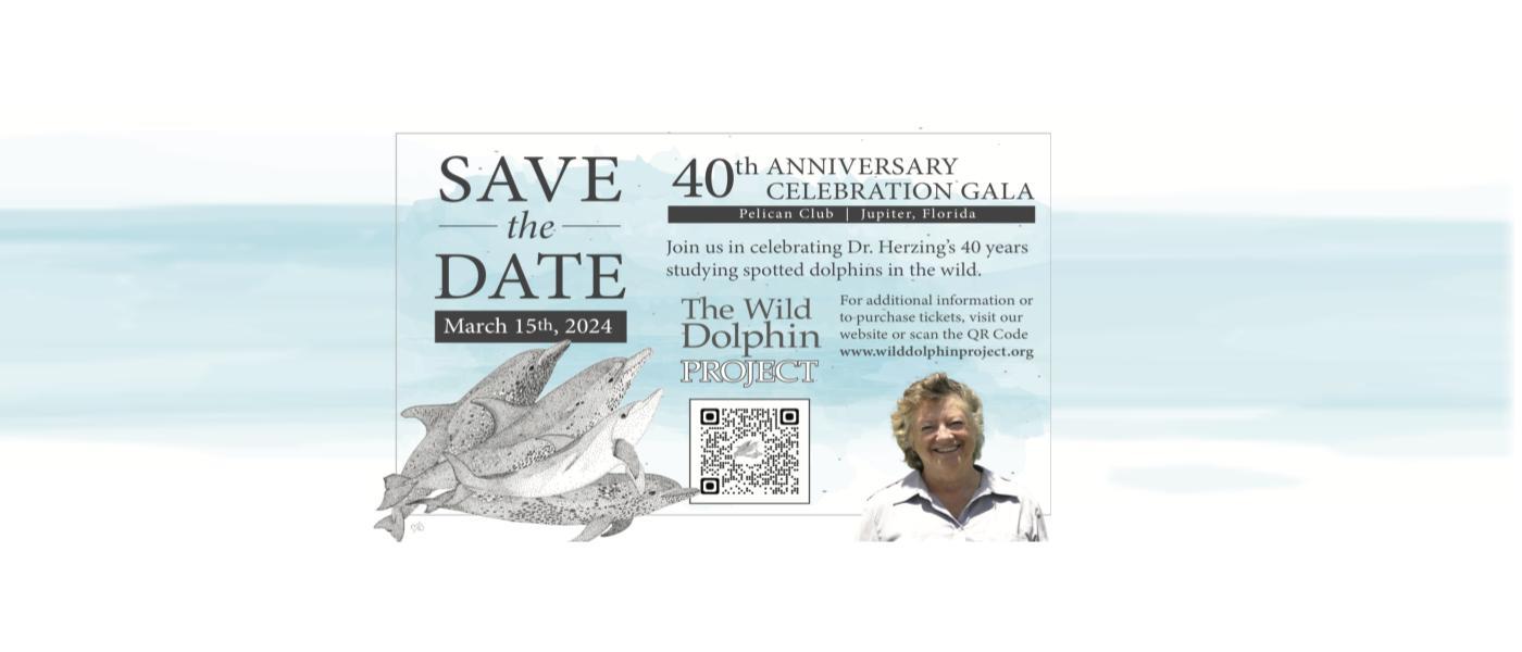 Home - Wild Dolphin Project