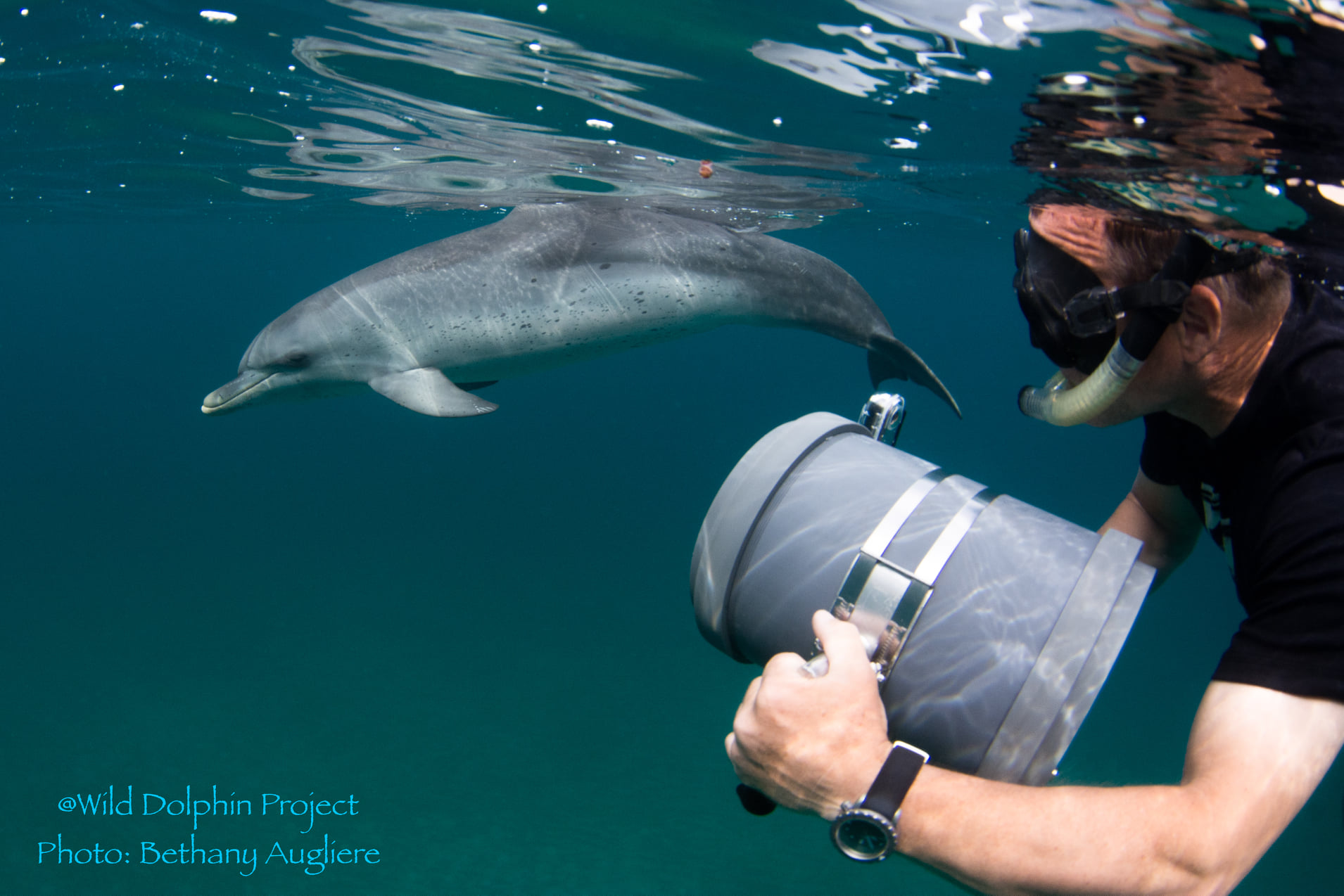 Wild Dolphin Project – Dolphin Research Over 40 years