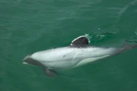 Wild Dolphin Project – Exploring Dolphin Mythology Across Cultures