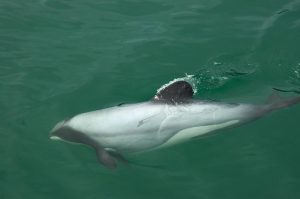 Wild Dolphin Project – Exploring Dolphin Mythology Across Cultures