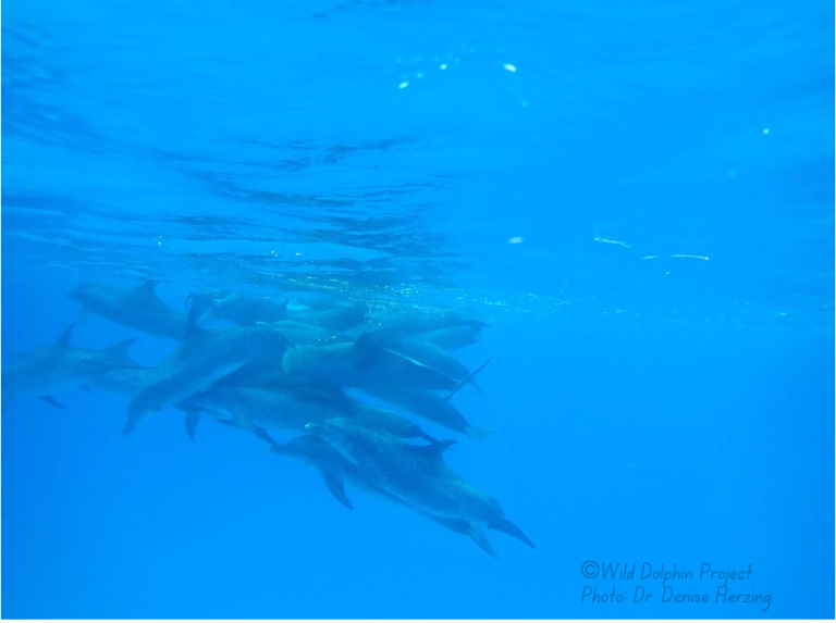 Wild Dolphin Project – Dolphin Discoveries: New Calves & Male Aggression