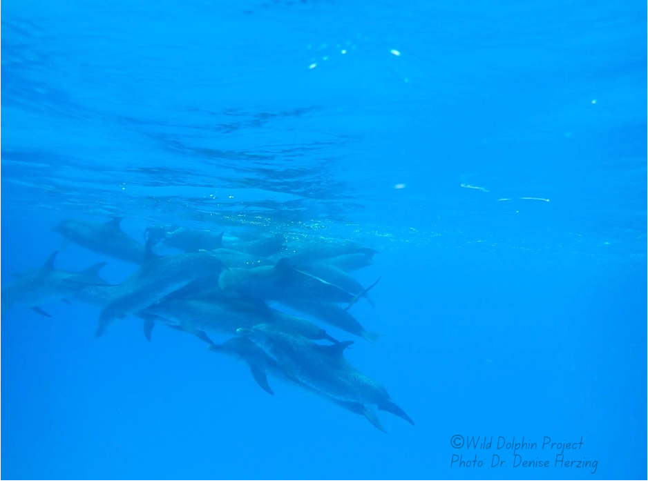 Wild Dolphin Project – Dolphin Discoveries: New Calves & Male Aggression