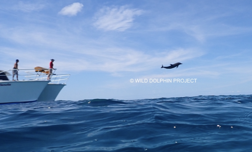Wild Dolphin Project – How Families Can Help Save Wild Dolphins in 2025 ...