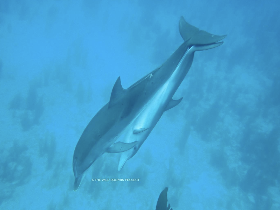 Wild Dolphin Project – Adventures with Carl Safina: Unforgettable ...