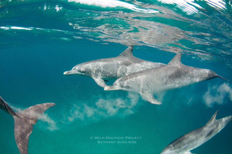Wild Dolphin Project – The Evolution of Dolphin Research: Embracing New ...
