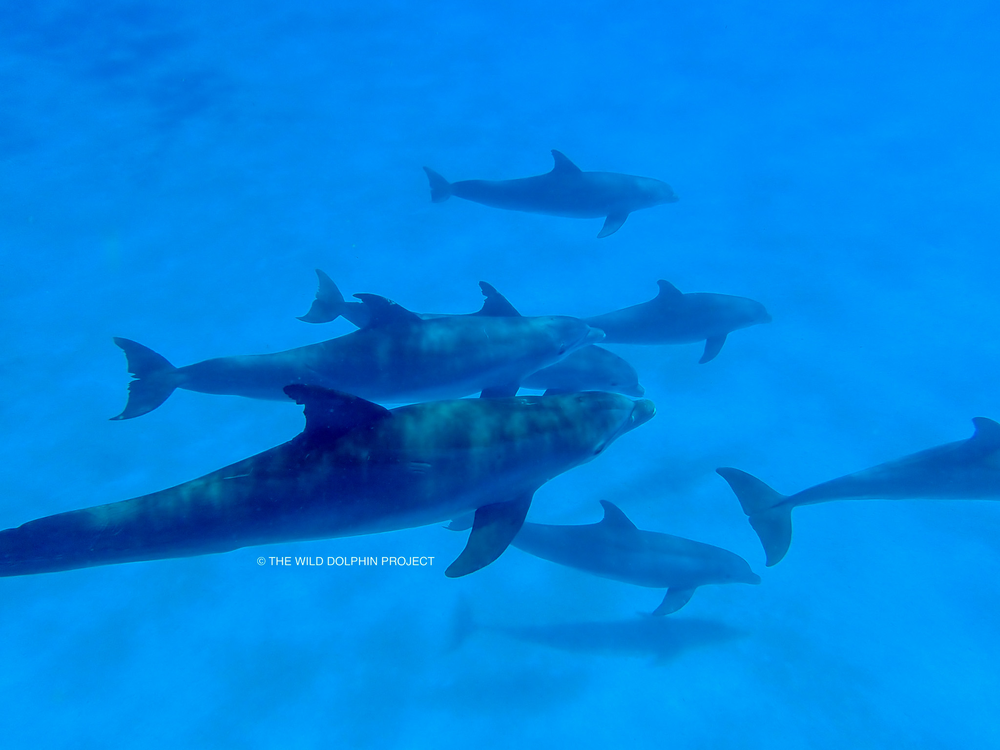 Wild Dolphin Project – Trip 7 Explorations on LBB