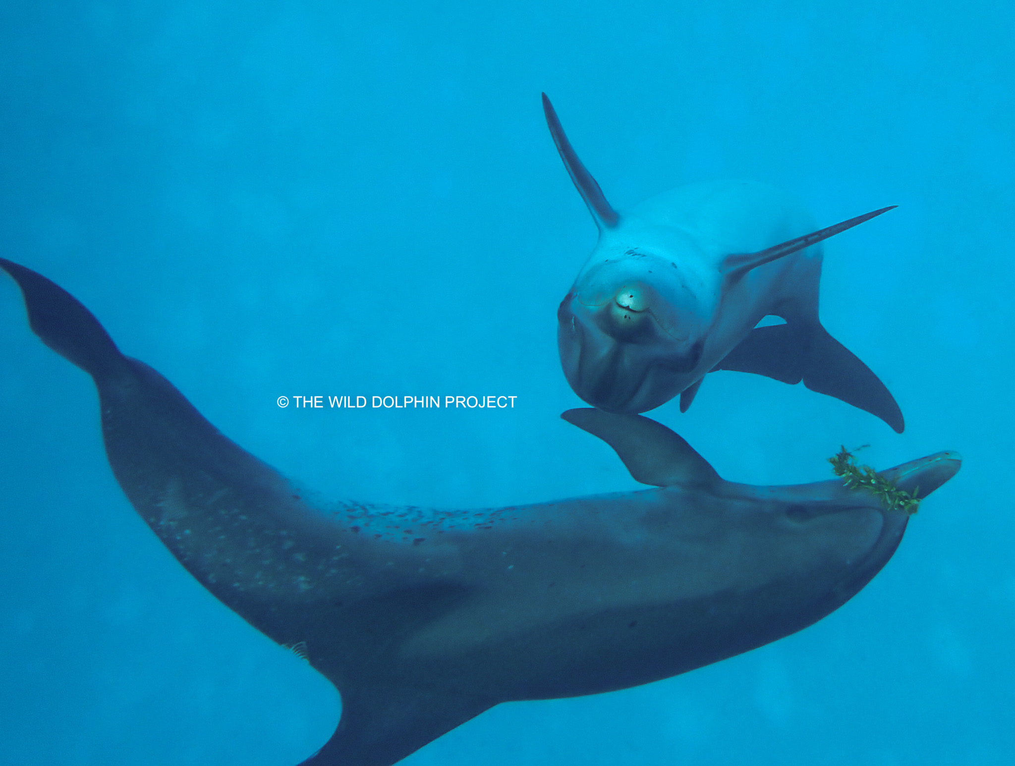 New Faces and Mother Nature - Wild Dolphin Project