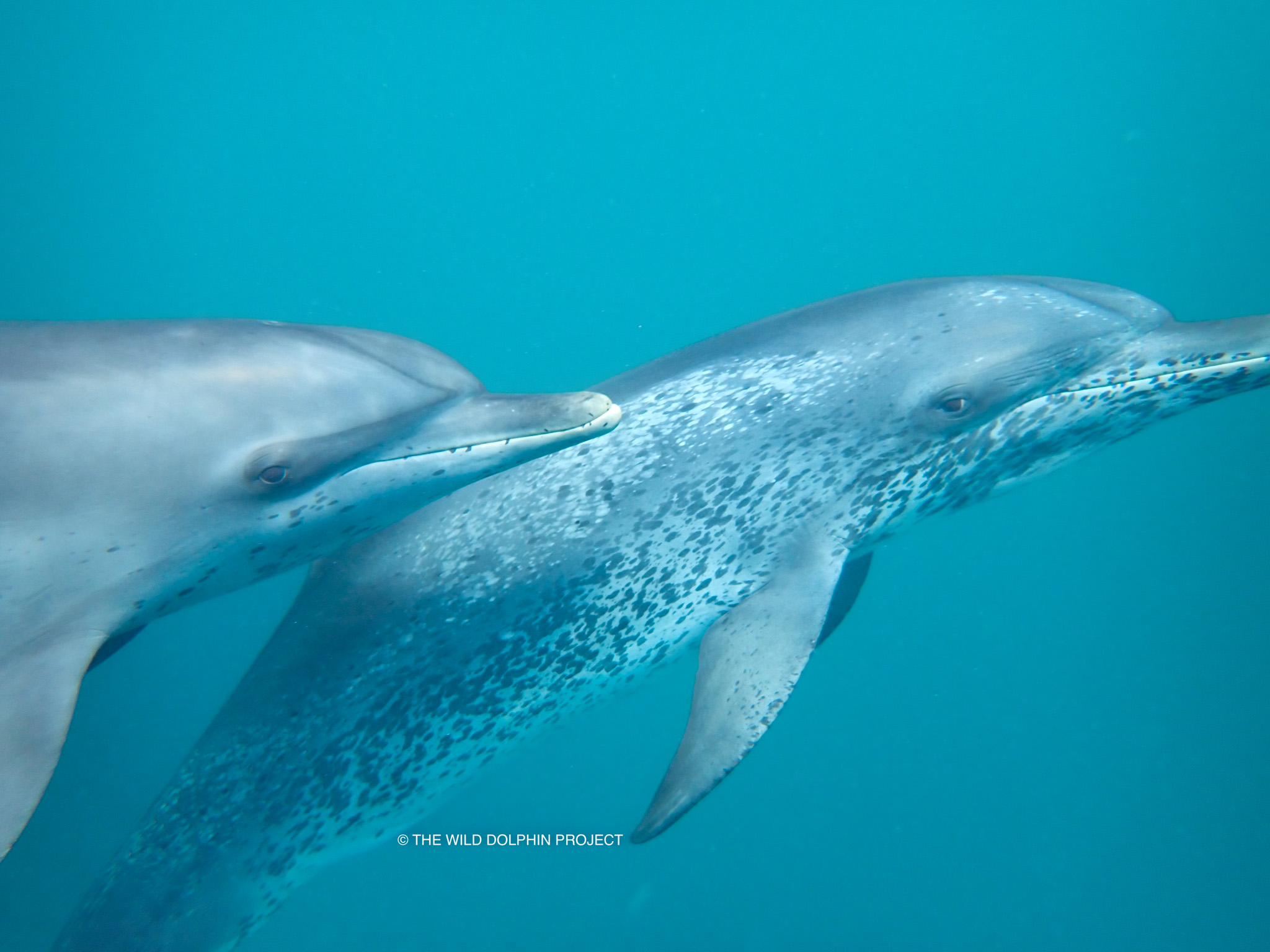 Wild Dolphin Project – Around the World: Unique Dolphin Species