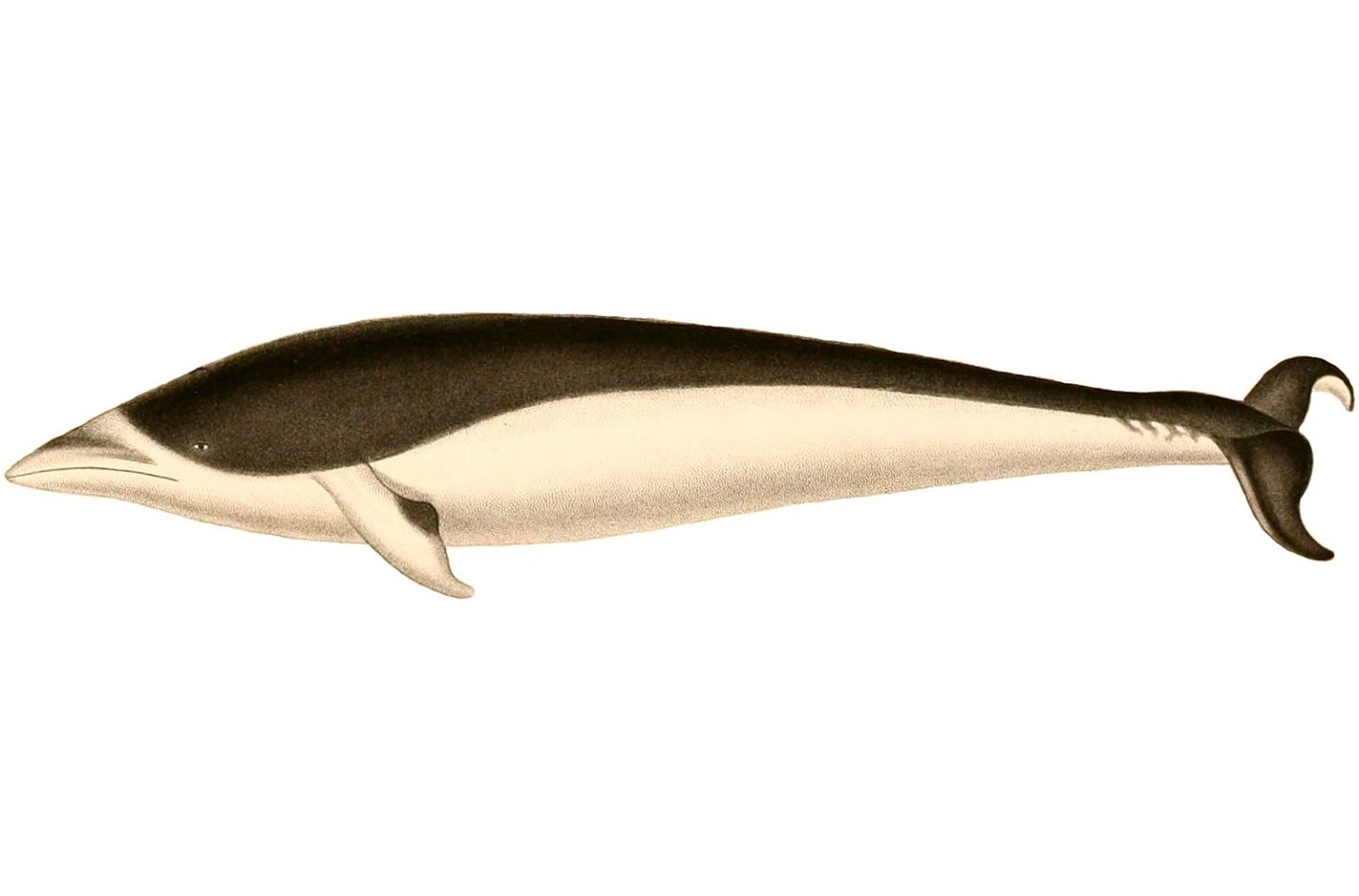 Wild Dolphin Project – Around the World: Unique Dolphin Species