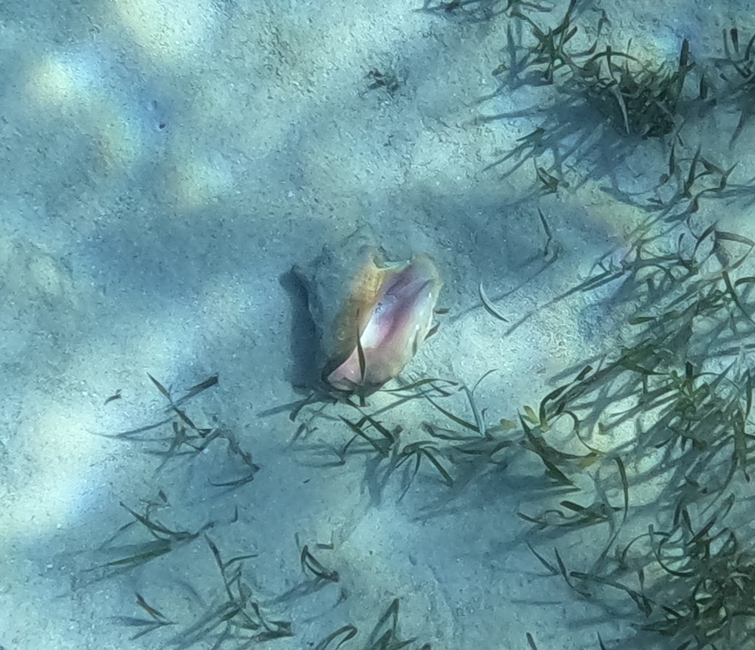 Wild Dolphin Project – Cindy Elliser Makes a Splash: Back Aboard the ...