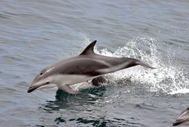 Wild Dolphin Project – Around the World: Unique Dolphin Species