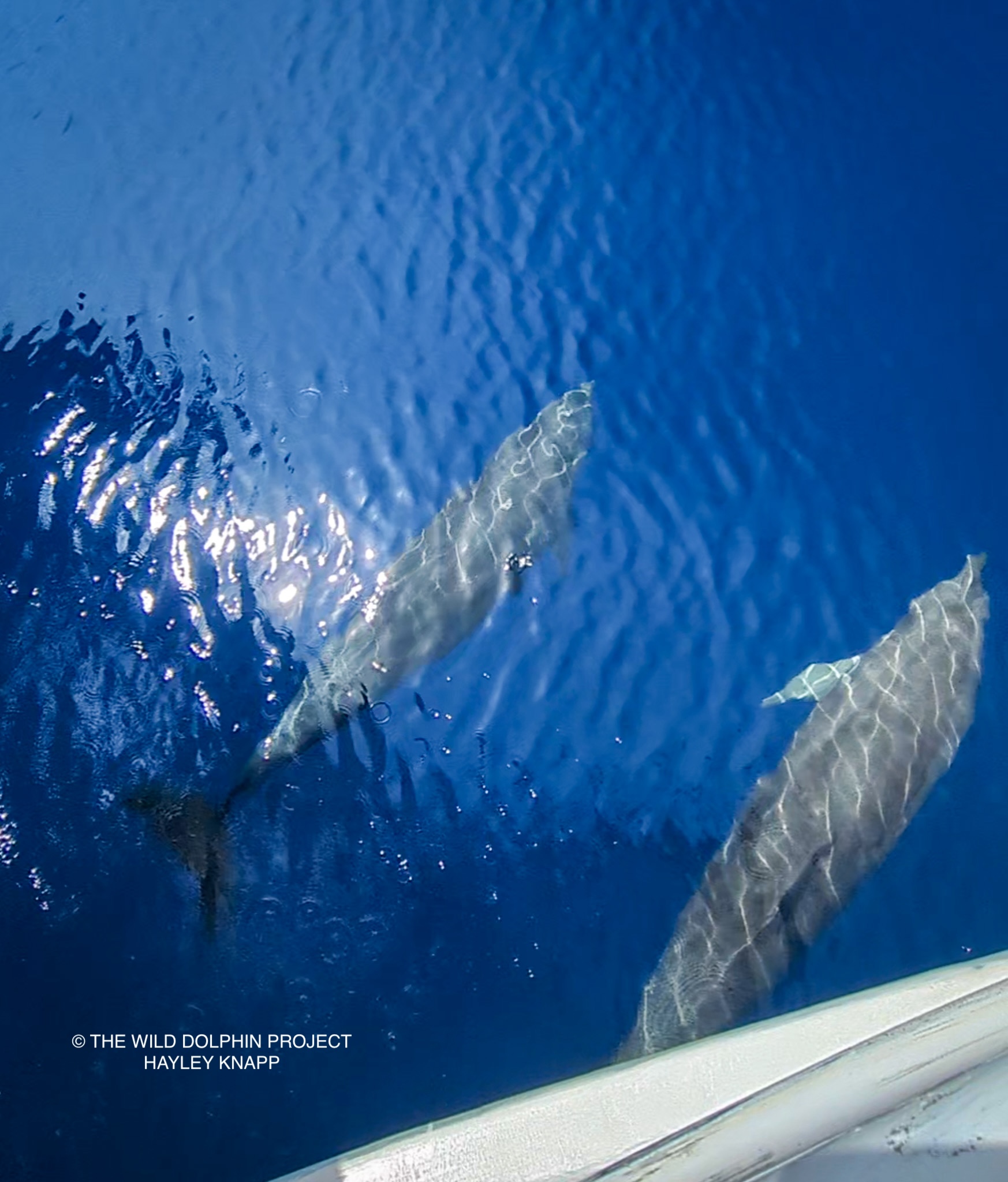 New Faces and Mother Nature - Wild Dolphin Project