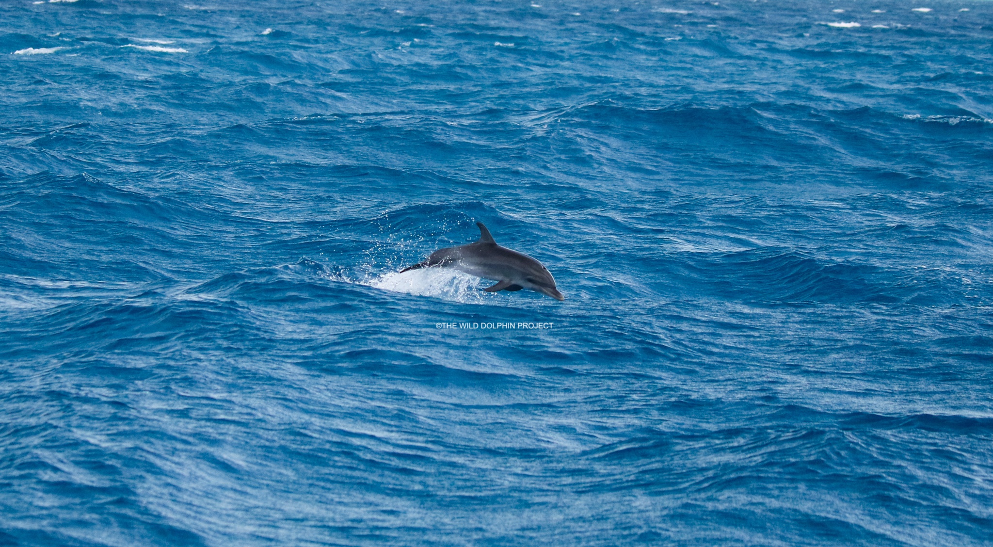 Wild Dolphin Project – New Faces and Mother Nature