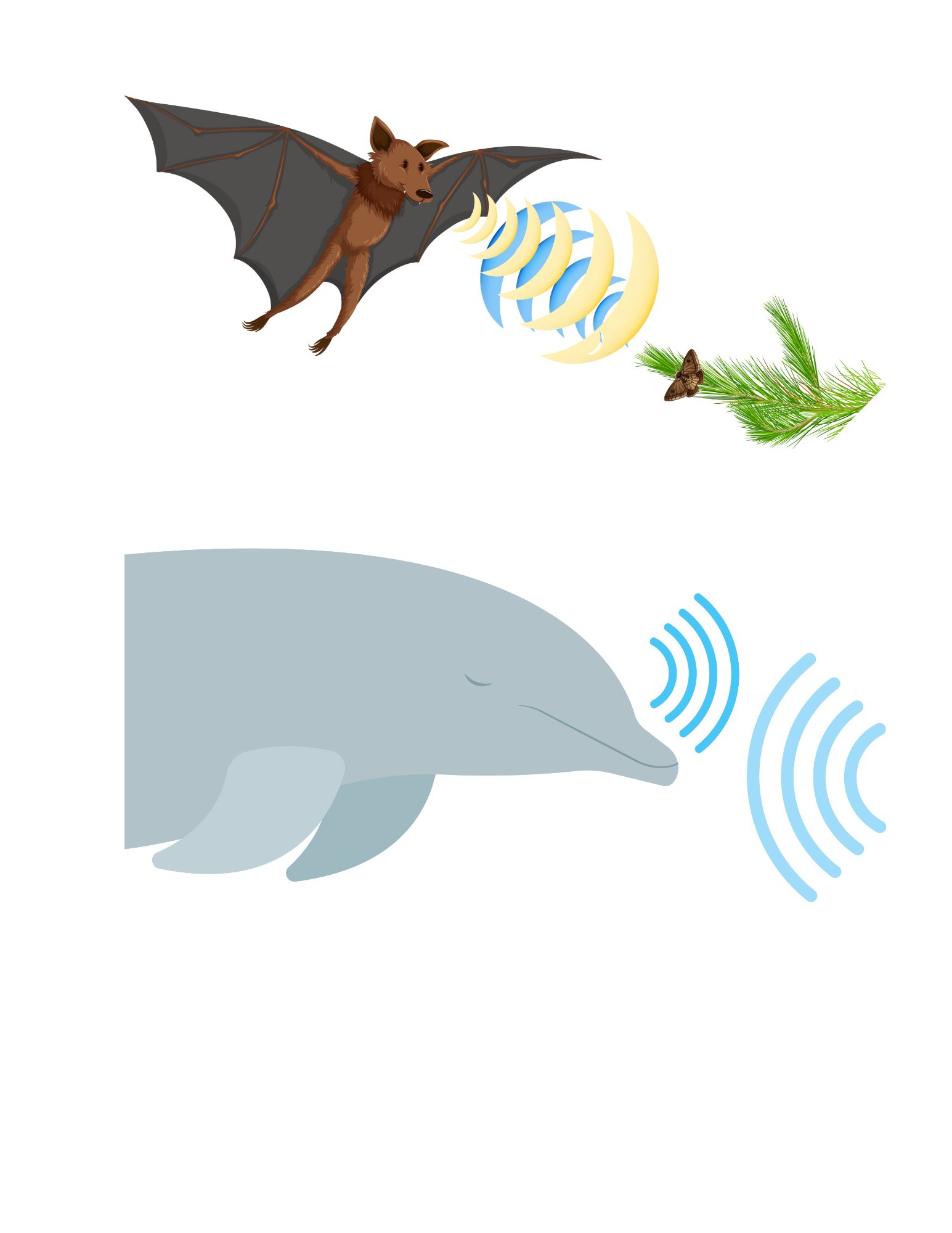 Wild Dolphin Project – The Spooky Science of Dolphins, Bats, and Echolocation