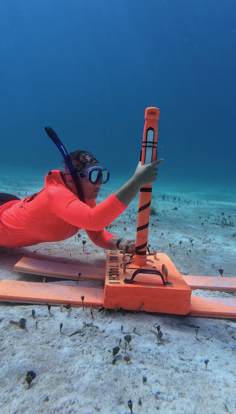 Wild Dolphin Project – The Hydromoth- a Passive Acoustic Monitoring Device